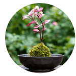 Pacific Rim Brackets – Wholesale Designing and Sourcing