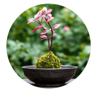 Pacific Rim Brackets – Wholesale Designing and Sourcing